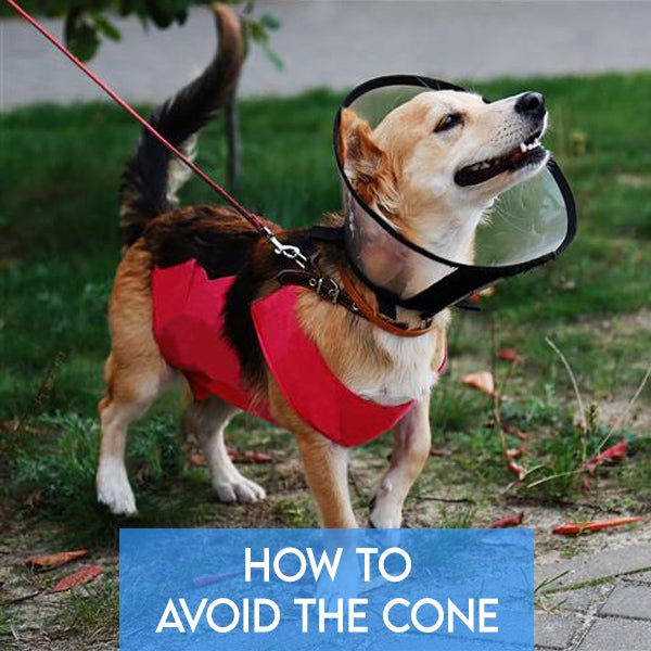 How to Avoid the Cone: Post-Surgery Tips for Cats and Dogs