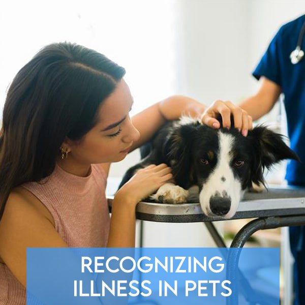 Recognizing Illness in Pets: Important Signs to Look Out For