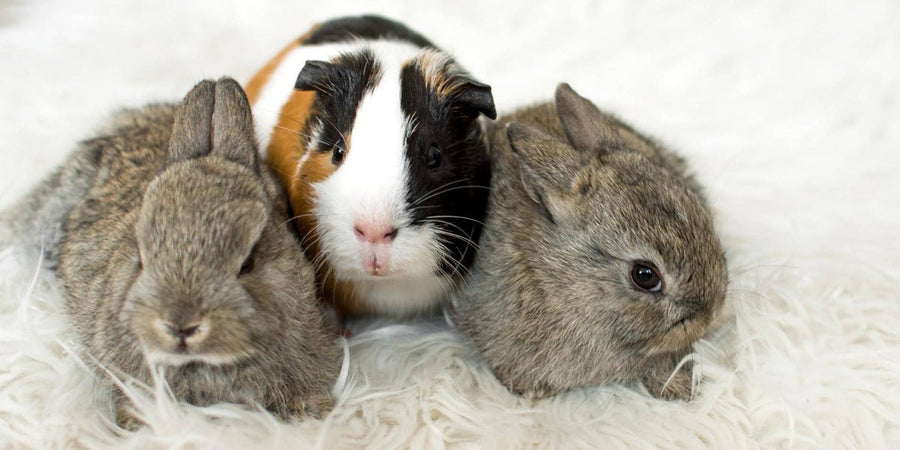Small Pets | All Products