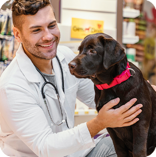 Advanced GI Oral Paste Powder